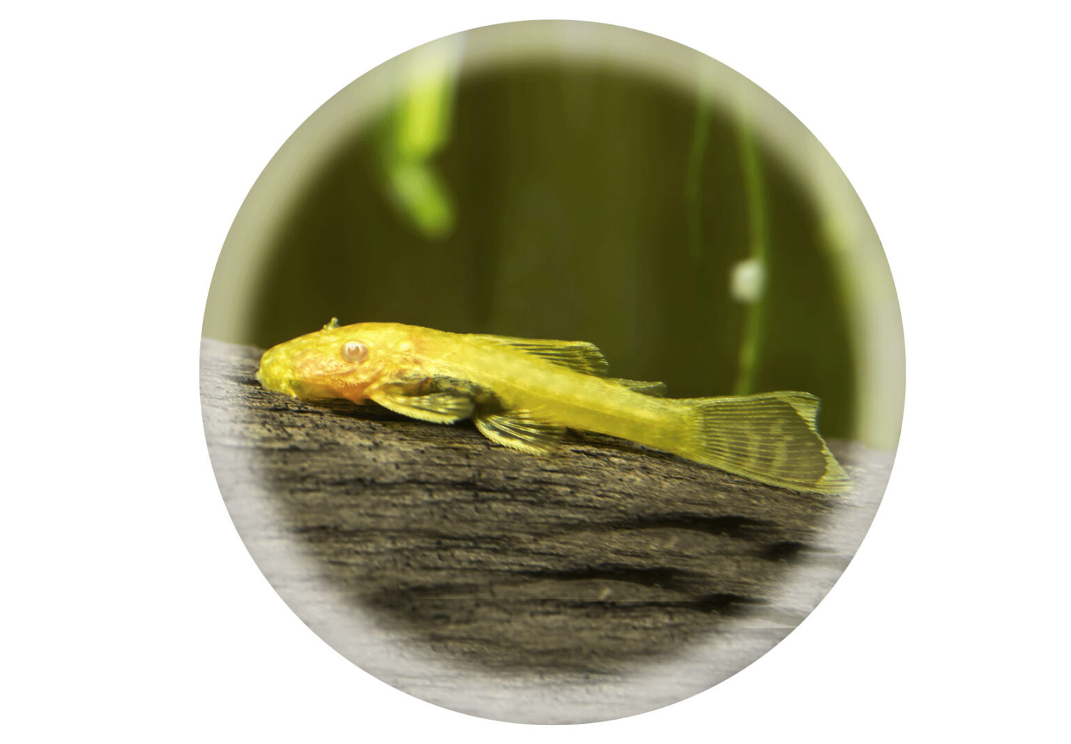 Albino L144 - Aquatic Prime Fish