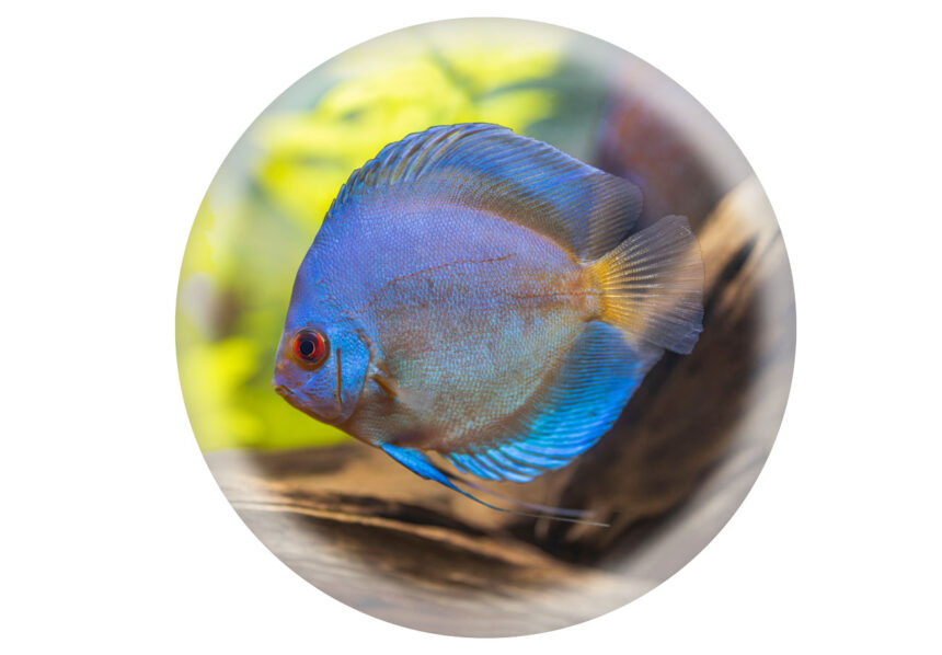 Blue Diamond Discus - Aquatic Prime Fish
