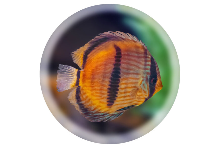 Brown Discus - Aquatic Prime Fish