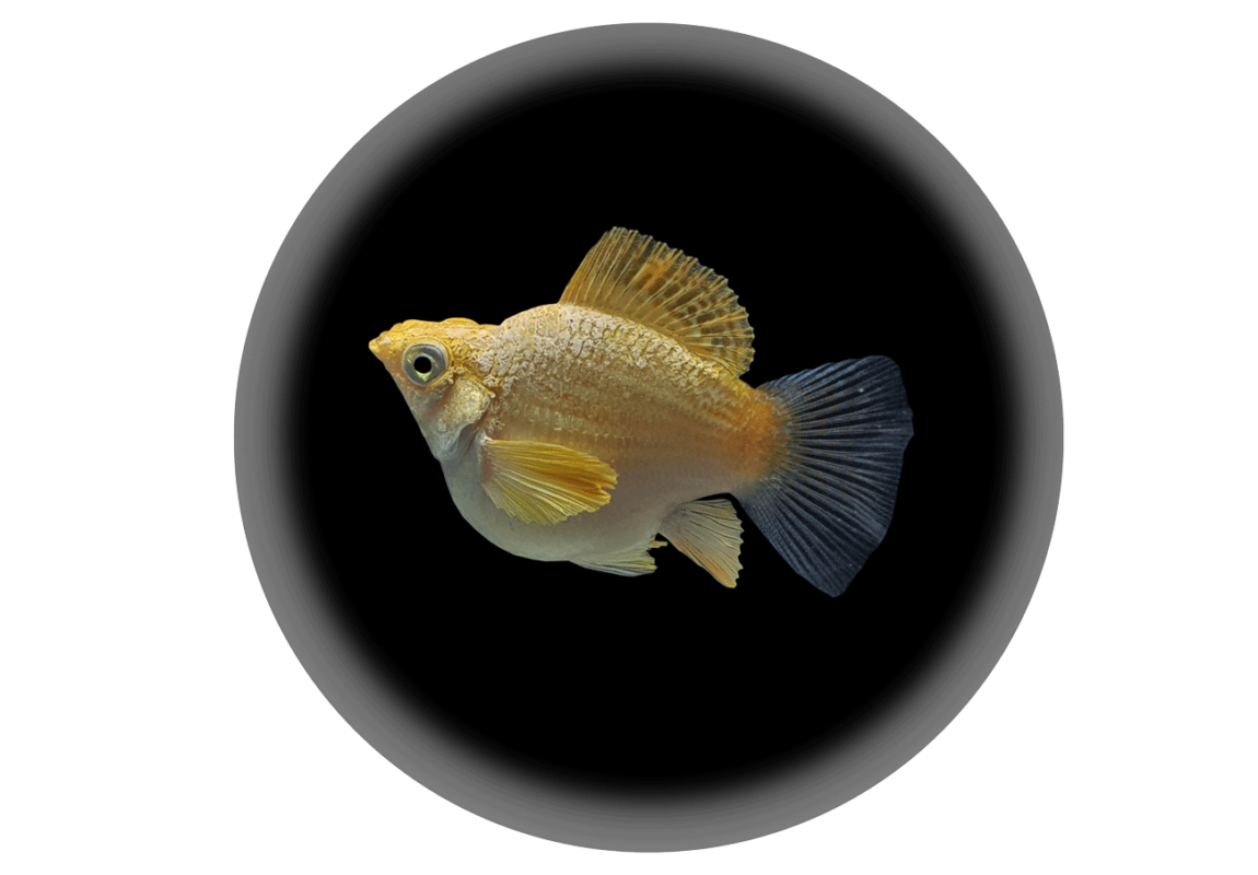 Golden Ballon Molly - Aquatic Prime Fish