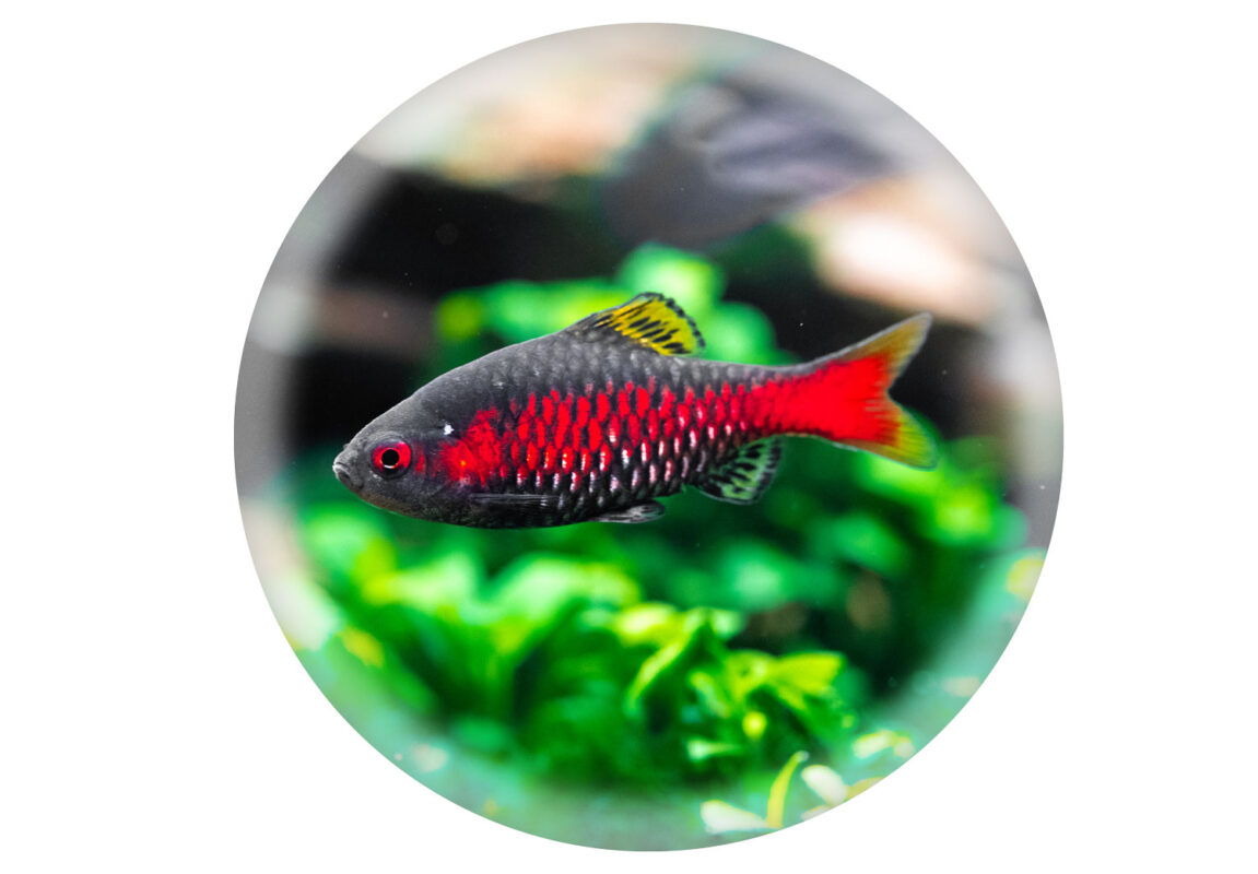 Odessa Barb - Aquatic Prime Fish
