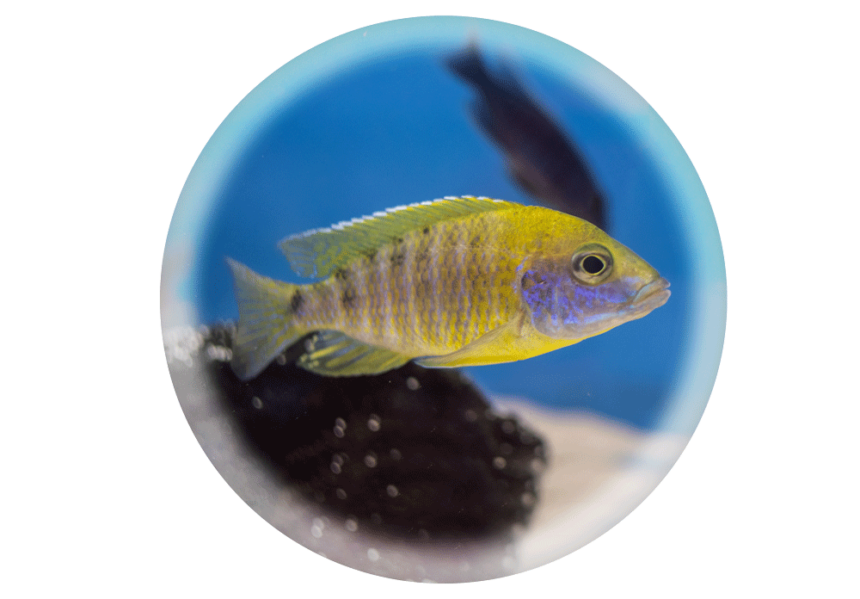 Peacock Cichlid - Aquatic Prime Fish