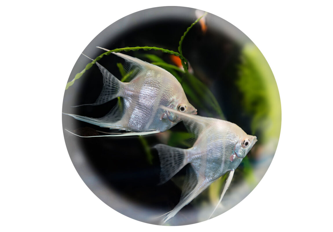 Snow White Angel - Aquatic Prime Fish