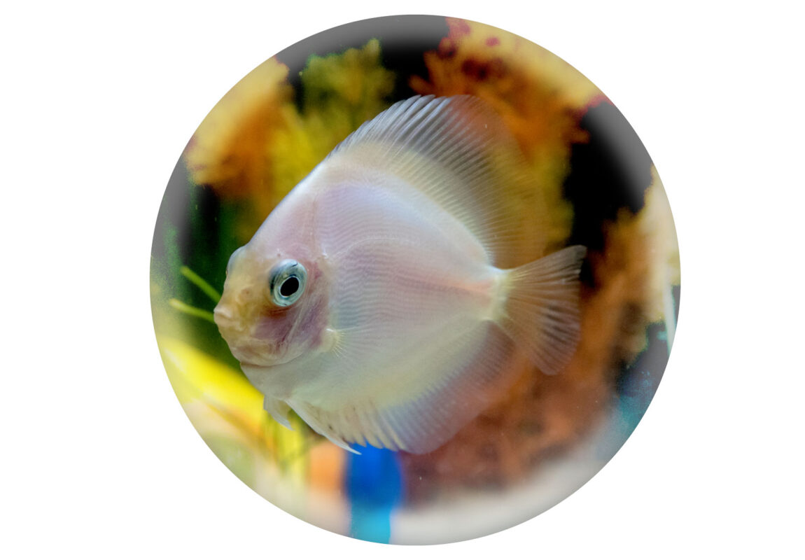 SnowWhite - Aquatic Prime Fish