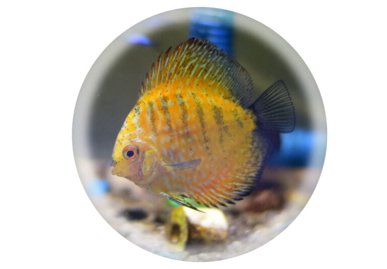 Yellow Pigeon Discus - Aquatic Prime Fish