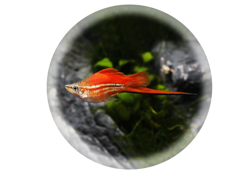 Pineapple Swordtails - Aquatic Prime Fish