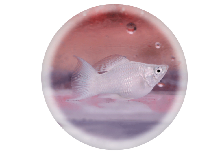 Platinum Balloon Molly - Aquatic Prime Fish