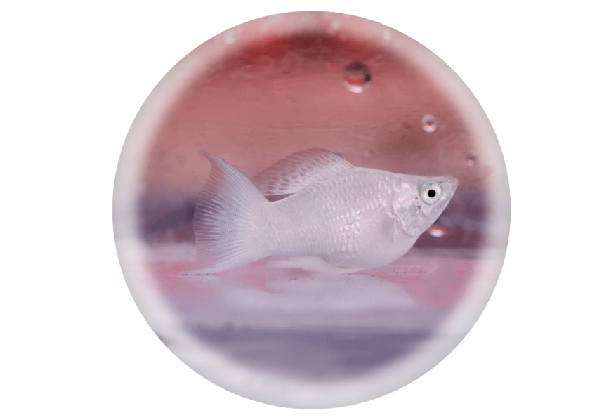 Platinum Balloon Molly - Aquatic Prime Fish