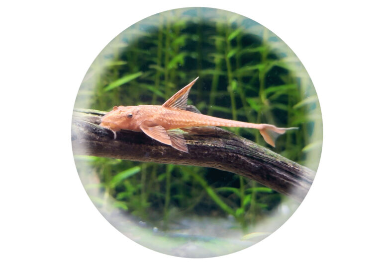 Red Lizard Catfish - Aquatic Prime Fish