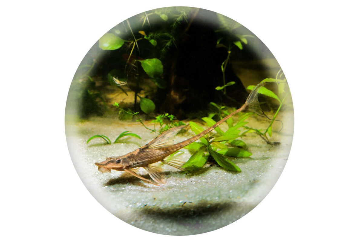 Royal Farlowella Catfish - Aquatic Prime Fish