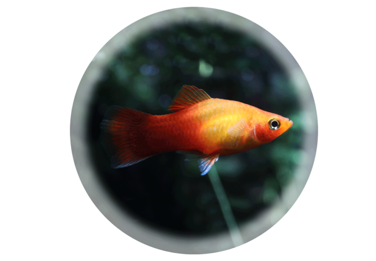 Sunset Platy - Aquatic Prime Fish