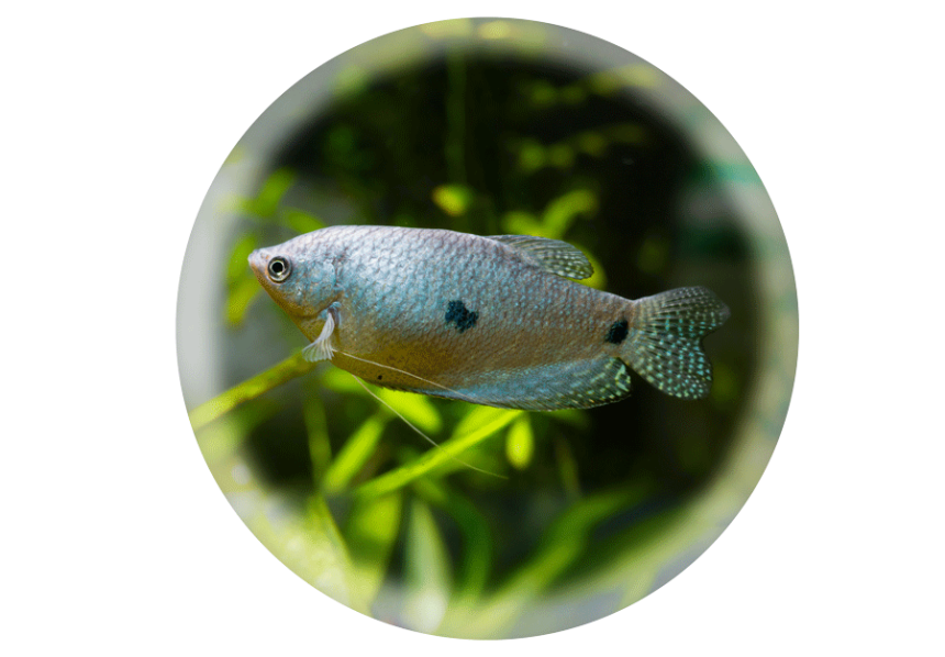 Three Spot Gourami - Aquatic Prime Fish