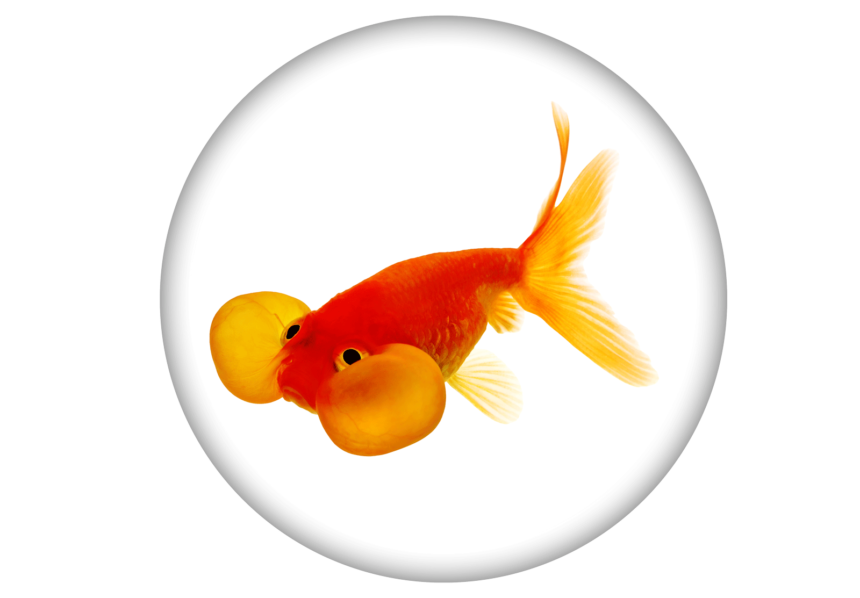 Bubble Eye Goldfish - Aquatic Prime Fish