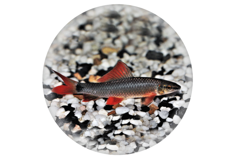 Rainbow - Aquatic Prime Fish