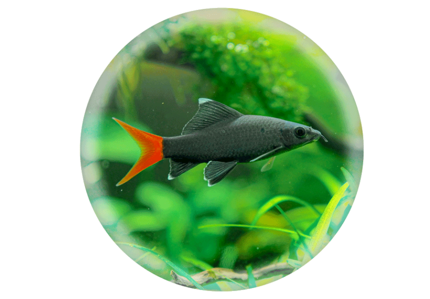Red Tail - Aquatic Prime Fish